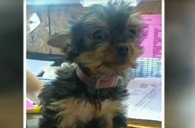 VIDEO: Police Say Man Steals Adorable Puppy and Trades Her for Crack ...