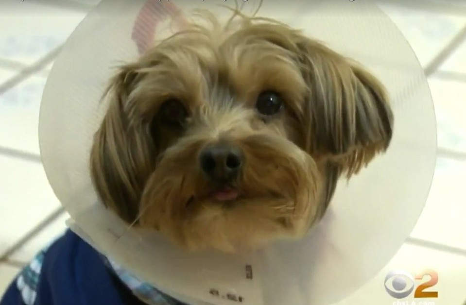 Burglars Pepper Sprayed This Adorable Dog | Law & Crime