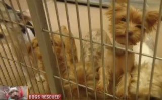 San Diego Couple Accused of Hoarding 170 Yorkies Plead Guilty to Animal ...