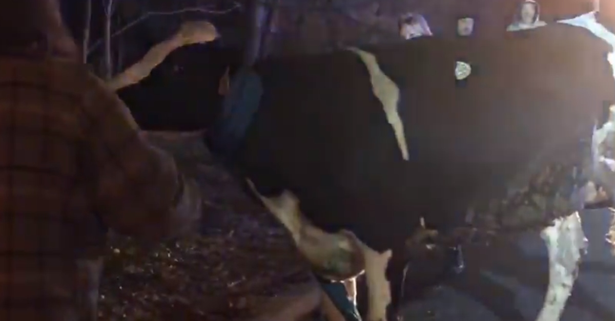 Cow Escapes in New Jersey (VIDEO) | Law & Crime