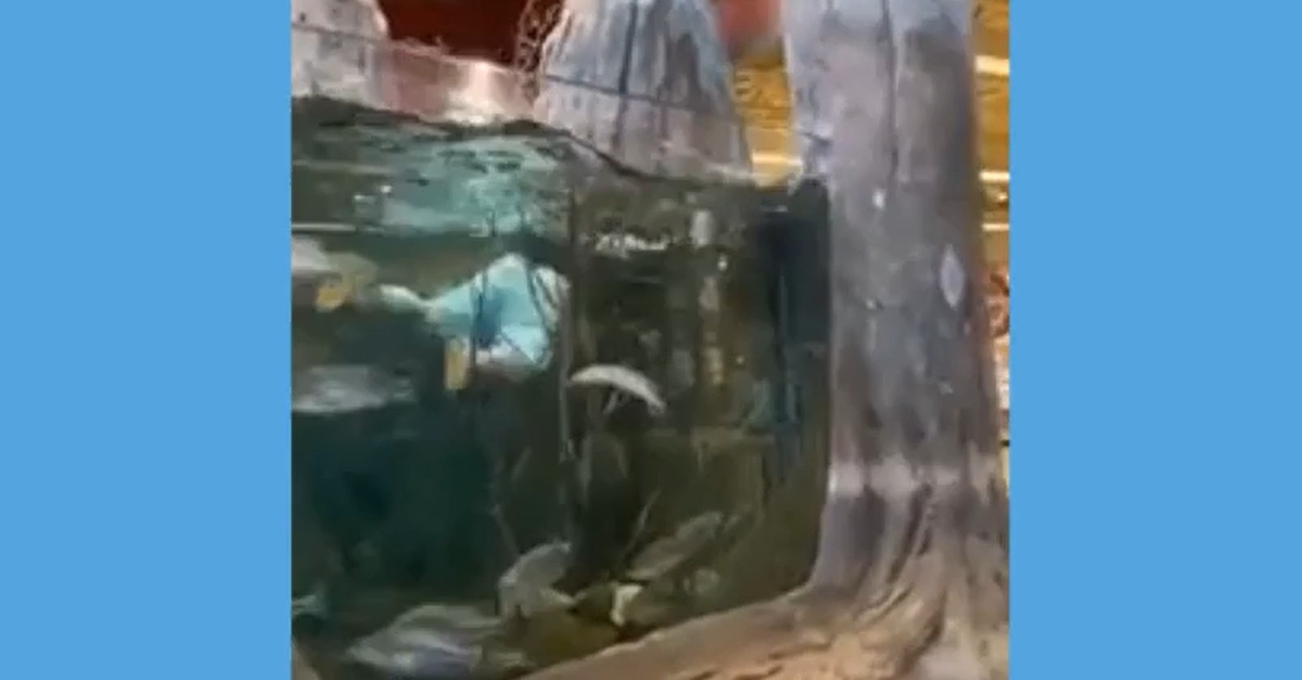 Kevin Wise Cited for Allegedly Swimming in Aquarium | Law & Crime