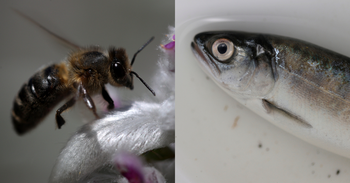 California Court: 'Fish' Is a Term of Art that Includes Bees