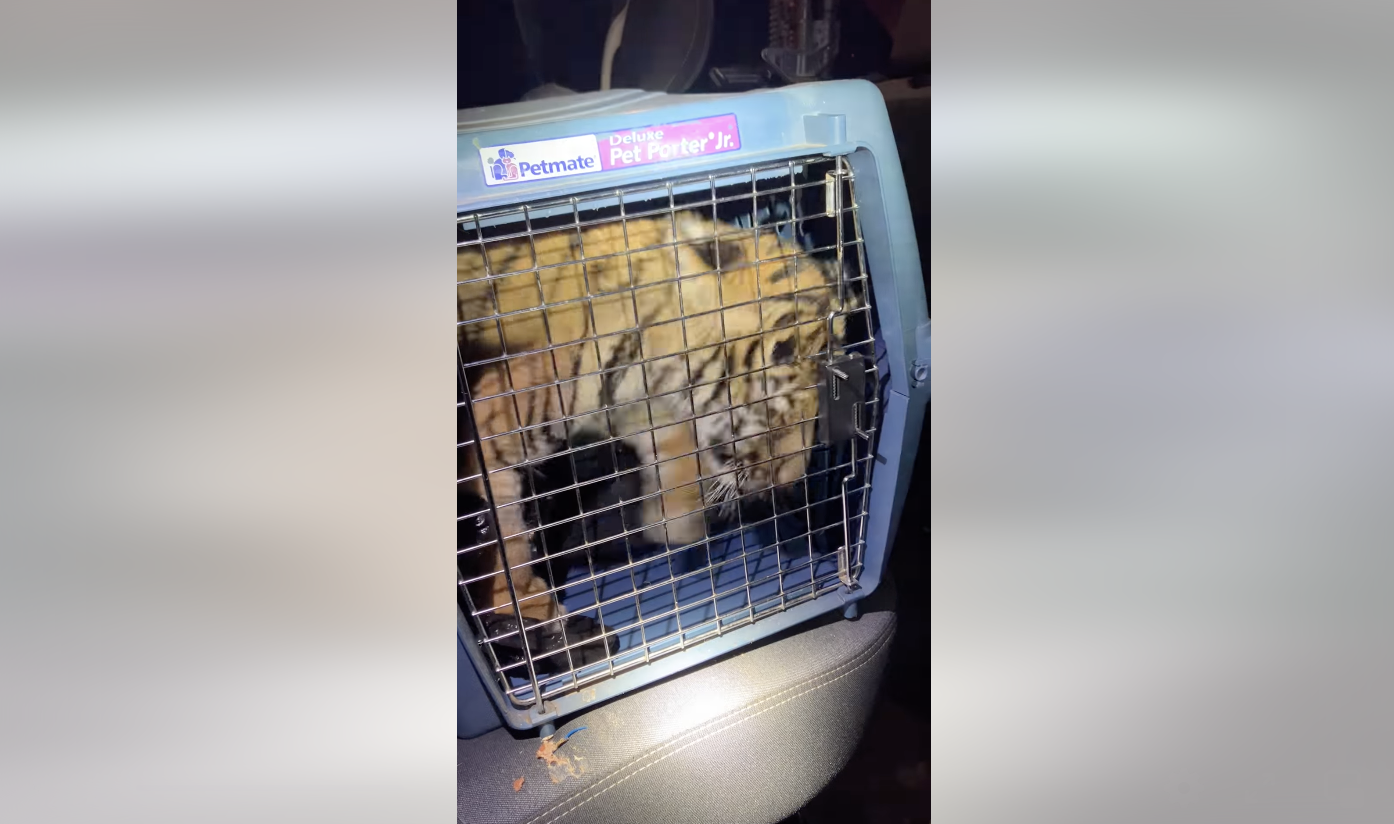 Bengal Tiger Cub Found in Dog Crate Amid Shooting Incident