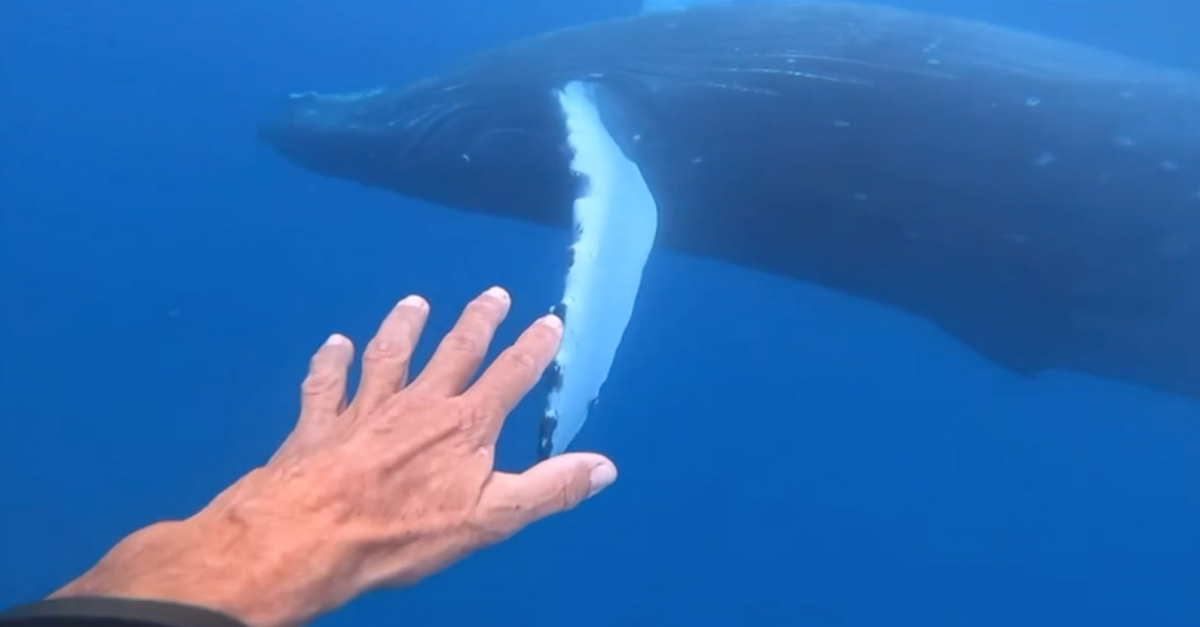 Dolphin Dave David Jiménez Cited For Harassing Whale