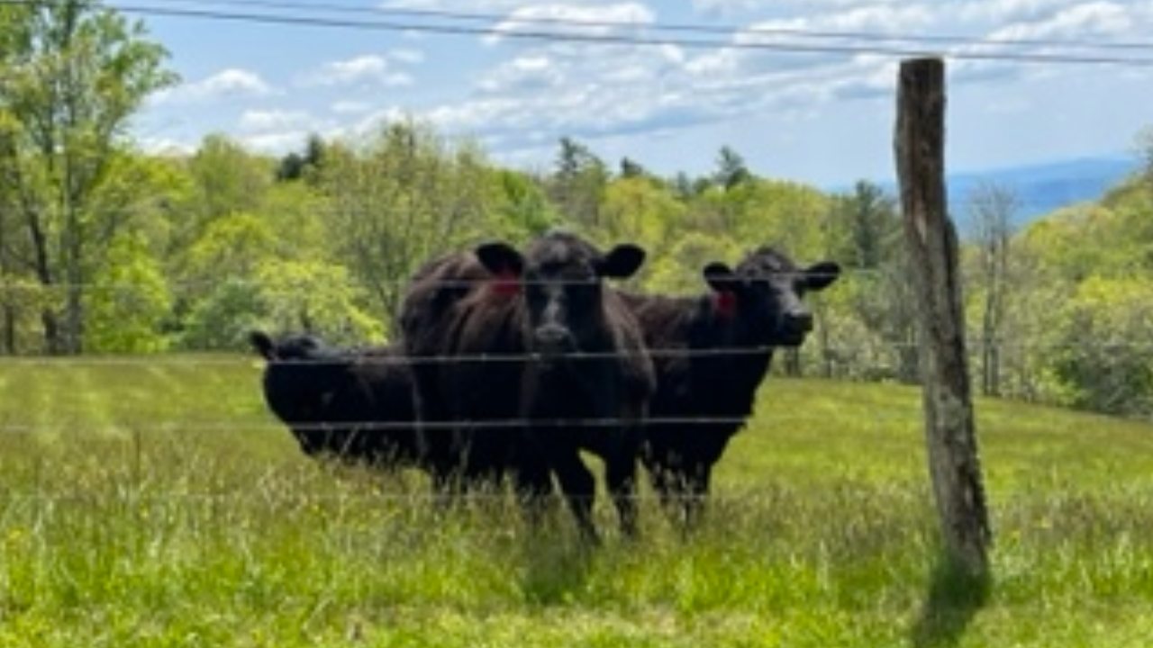 Cows lead North Carolina police to suspect Joshua Minton