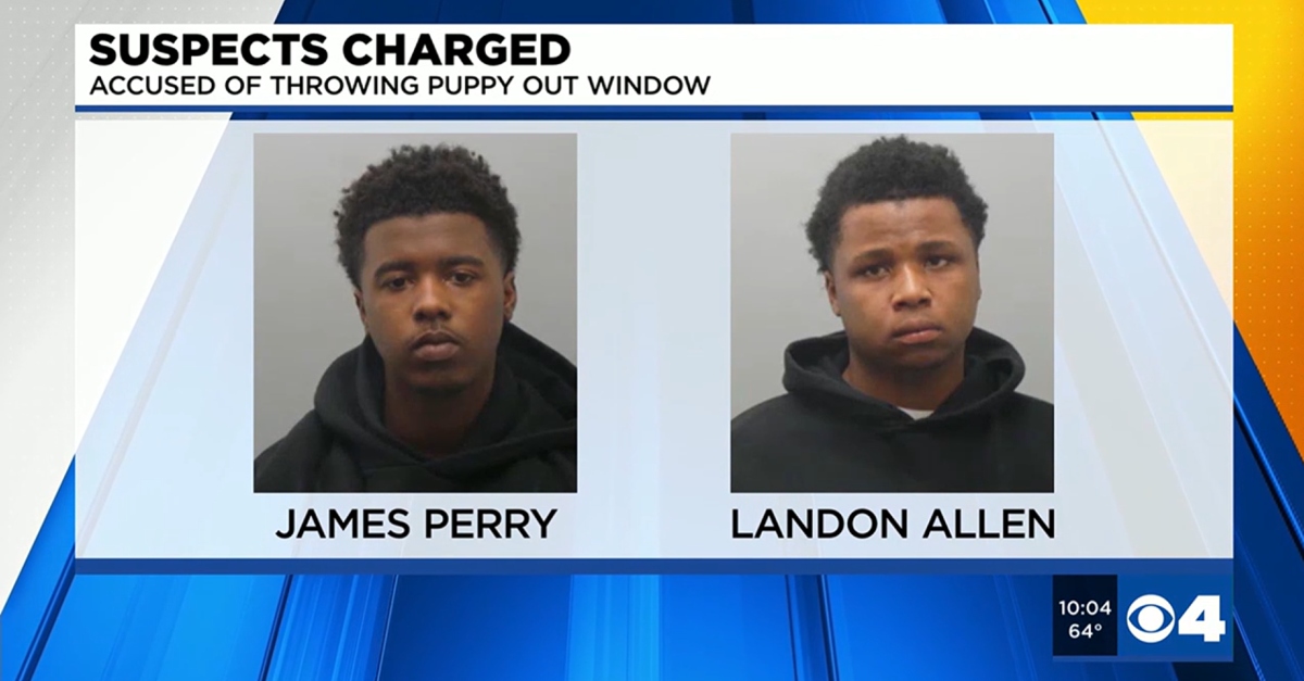 James Perry and Landon Allen stole French bulldogs: Police