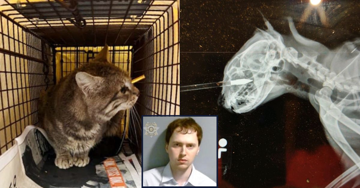 'Heartless' man who shot cat in head with crossbow because 'his wife ...