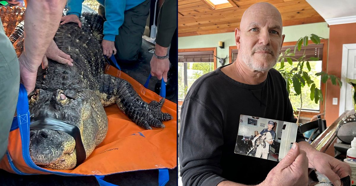 Man sues state agency for seizing his decades-old alligator