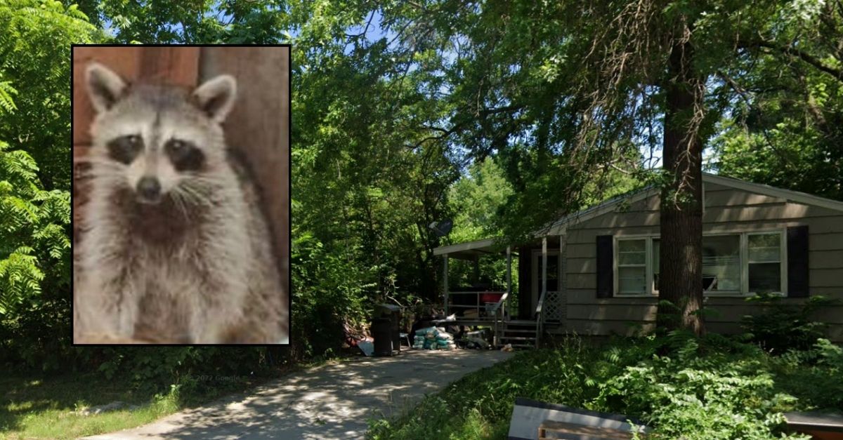 Woman claims attack by raccoons falling through ceiling