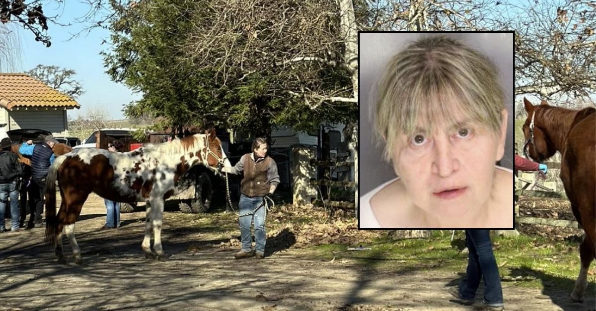 27 dead horses found on woman's property after investigation into ...